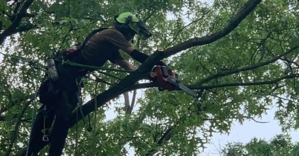 Tree & Shrub Pruning Services | Northern Indiana & Southern Michigan ...